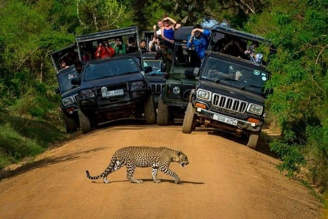 Yala National Park (Day Tour) - Final Thoughts: Is It Worth It?