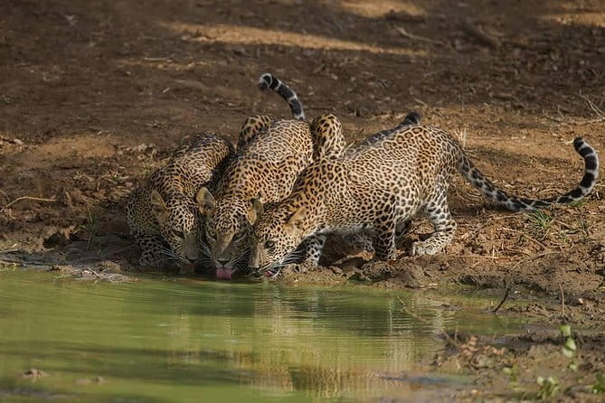 Yala National Park Morning or Afternoon Leopard Safari - Final Thoughts: Is This Safari Worth It?