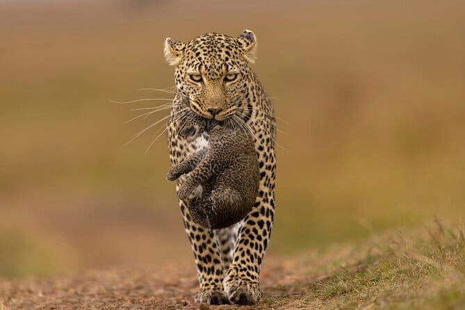 Yala National Park Safari Tours From Hambantota port - Is This Tour Right for You?