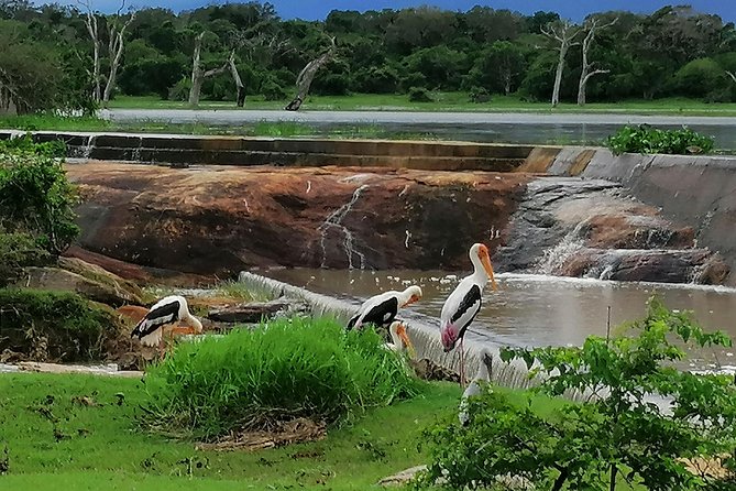 Yala Safari Private Day Tour Kaluthara/Beruwala/Bentota/Kosgoda/Ahungalla - The Sum Up