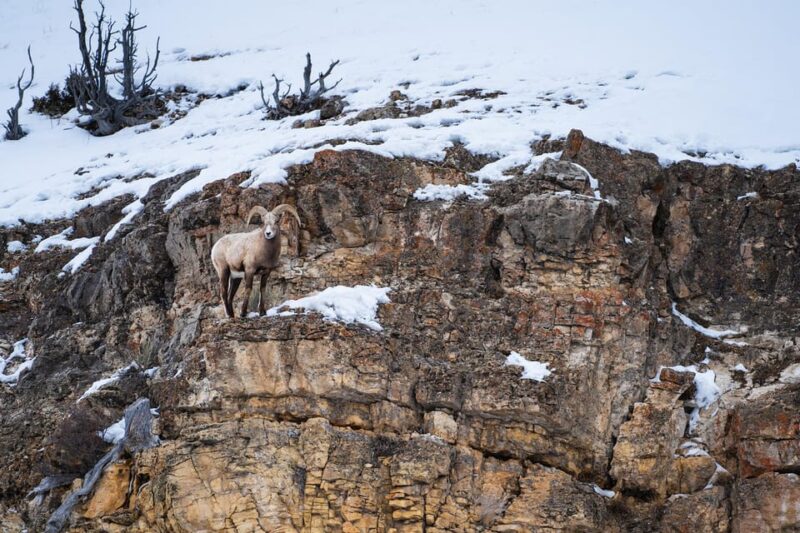 Yellowstone National Park: 3 Day Wildlife Photography Tour - FAQ