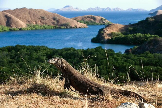 3Days Komodo Tour by Private Boat for 10 pax - Exploring the 3-Day Komodo Tour by Private Boat: An Honest Look