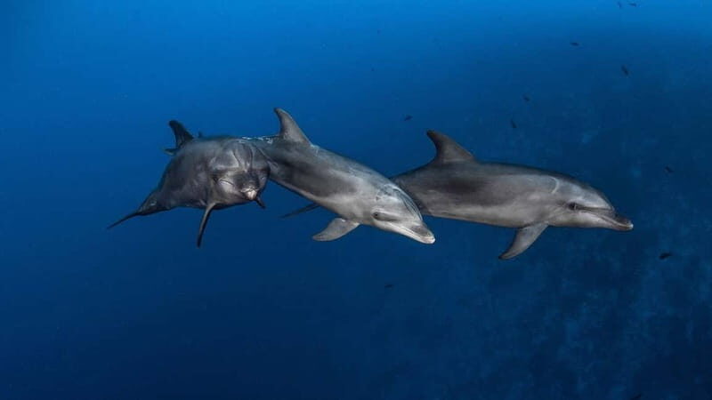 3h Whale watching Share Tour Costa Adeje Lina7 Mizendoha - Who should consider this tour?