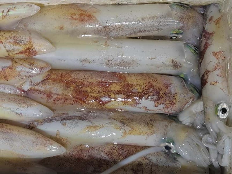 4-hour FISHING DAY by BOAT departing from Hondarribia - The Itinerary Breakdown