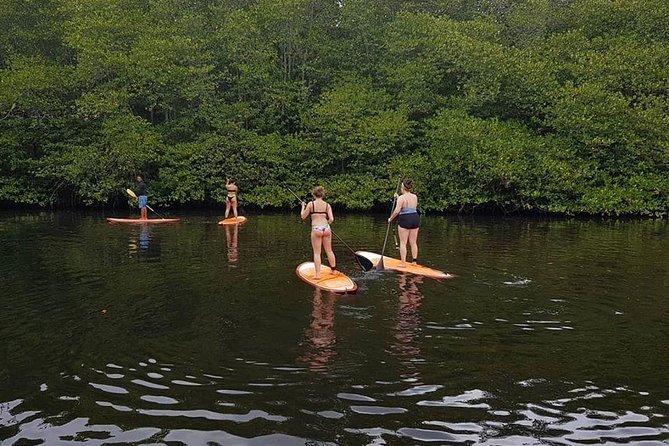 1 Hour Mangrove Tour From Lembongan with Kayak, Paddle, or Boat - Who Would Enjoy This Tour?