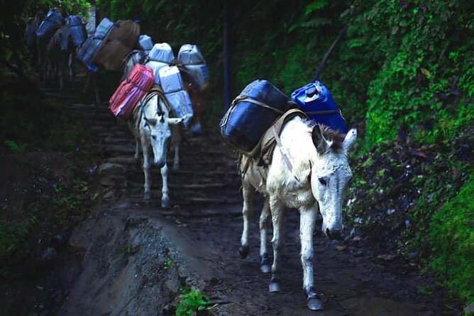 3 Days 2 Nights Poon Hill Trekking - Cost and Value