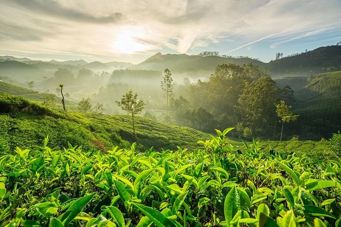 9 Days Private Exotic Kerala Tour - South Coast & Beaches: Kovalam & Trivandrum