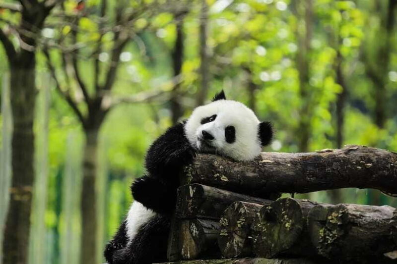 A Day-long Dream Tour: Being a Giant Panda Keeper - Practical Tips for Your Day