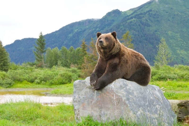 Alaska Wildlife Conservation Center: Admission Ticket - Is the Price Worth it?