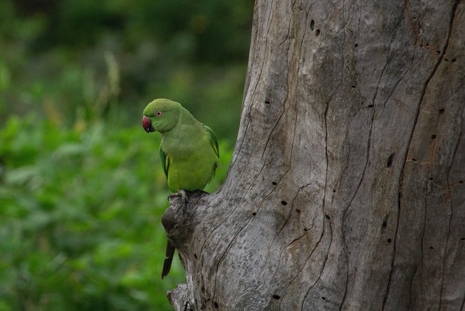 All Inclusive Yala National Park Jeep Safari from Colombo - Final Thoughts