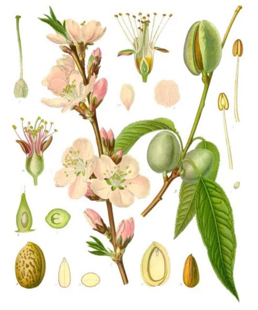 Almond Bloom Adventure: Nature's Art - Audio Driving Tour - FAQs