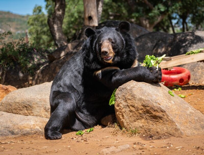 Alpine: Lions Tigers & Bears Sanctuary Visit and Feeding - Final Thoughts