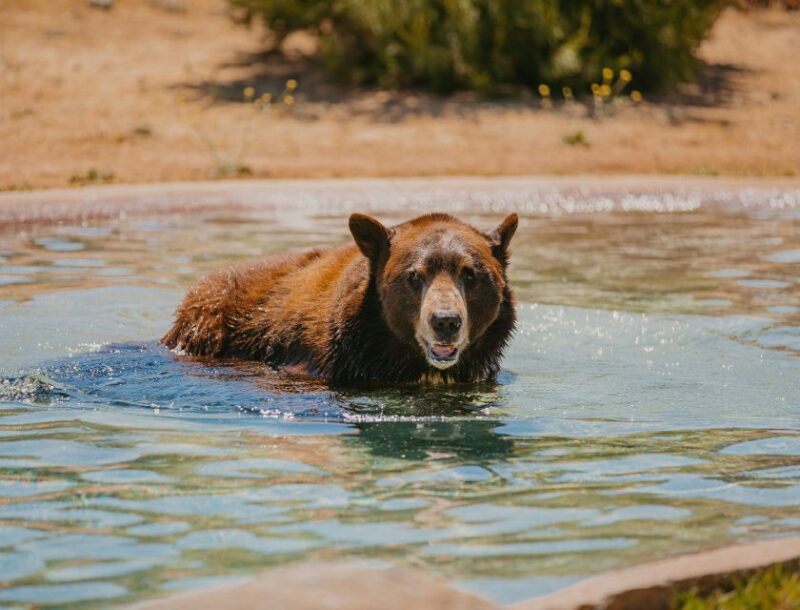 Alpine: Lions Tigers & Bears Sanctuary Visit and Tour - Frequently Asked Questions