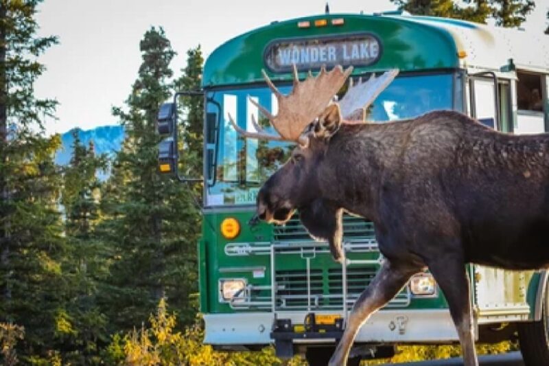 Anchorage: Kenai Fjords & Denali National Park 5 Day Tour - Final Thoughts: Who Should Consider This Tour?