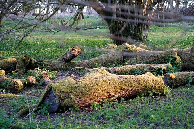 Ancient Britain: Sacred forests, Neolithic burials and UFO sights - Final Thoughts