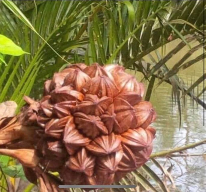 Ba Tran: Hoi An Basket Boat Ride in Water Coconut Forest - The Value and Practical Considerations