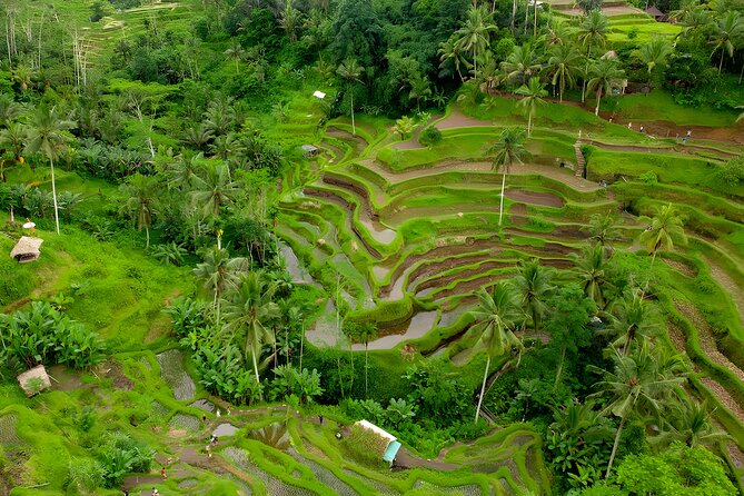 Bali Full Day-Tour: Ubud Sightseeing Trip - Is This Tour Right for You?