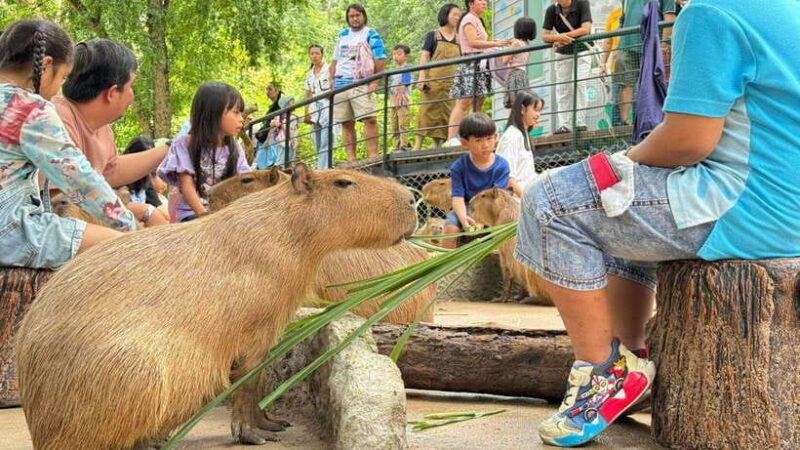 Bangkok: Elephant Sanctuary and Khao Kheow Open Zoo Tour - Who Is This Tour Best For?