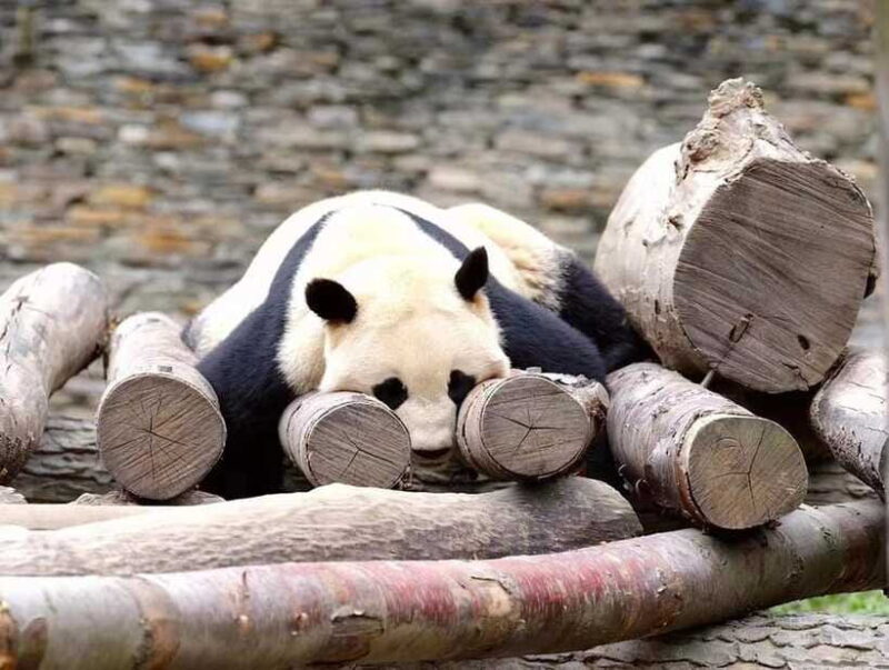 Beijing: The Beijing Zoo Entry Ticket with Pandas - Who Will Love This Experience?