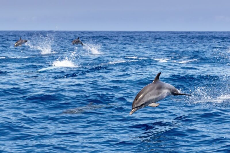 Benalmadena: Dolphin Watching Boat Tour - Final Thoughts