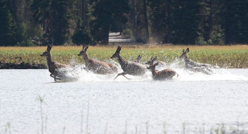 Bend: Deschutes River Guided Flatwater Kayaking Tour - FAQs