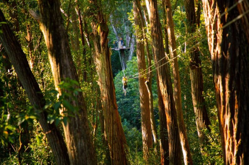 Big Island: 3-Hour Kohala Canopy Zipline Adventure - Authentic Feedback from Participants