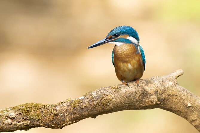 Bird Watching Private Tour in Copenhagen - Who Would Love This Tour?