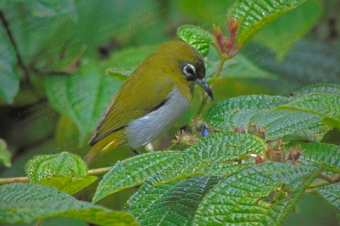 Bird Watching Tours in Sinharaja Rain Forest - FAQs