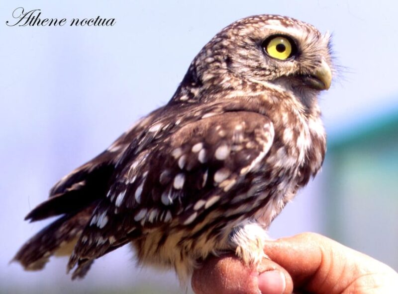 BIRDWATCHING IN AOSTAS VALLEY - FAQ