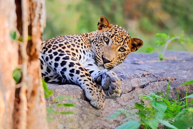 Bundala National Park by Ajith Safari - Considerations and Practical Tips