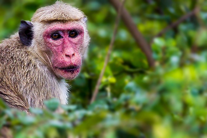 Bundala National Park Safari - FAQ