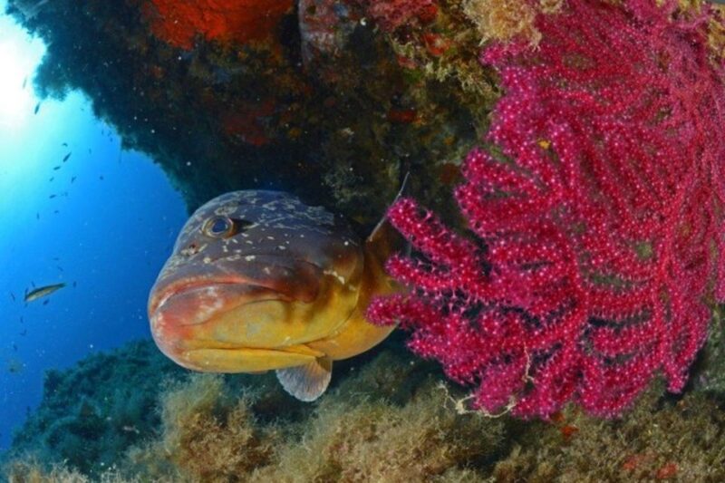 Calvi: PE20 Certificate Diving Lessons with Instructor - Who Will Love This Experience?