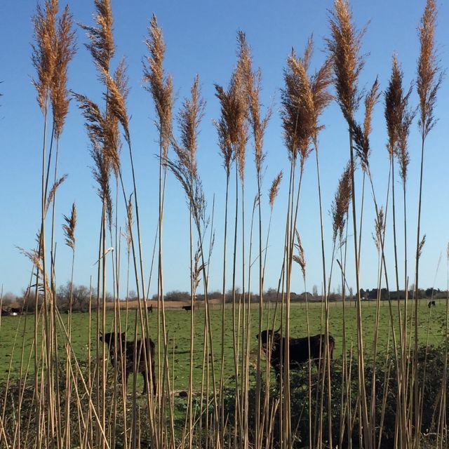Camargue: Safari from Saintes-Maries-de-la-Mer - What to Bring and Tips for Travelers