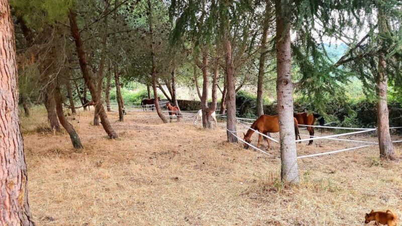 Castelsardo: horseback in Sedini - FAQ