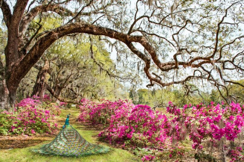 Charleston: Magnolia Plantation Entry & Tour with Transport - The Wildlife Tram Ride: Natures Surprise