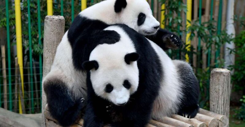 Chengdu: 2 Days Panda, Leshan Buddha and Emeishan Group Tour - Final Thoughts