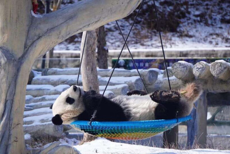 Chengdu: 4-Day Wolong In-Depth Panda Tour - Visiting the Earthquake Memorial Site