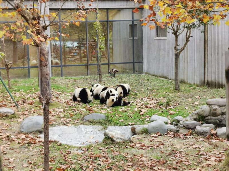 Chengdu: Giant Panda and Leshan Buddha Day Trip - Final Thoughts: Is This Tour Right for You?