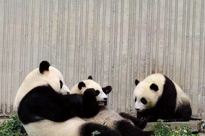 Chengdu Giant Panda Breeding Research Base Ticket - The Sum Up: Who Should Book This Ticket?