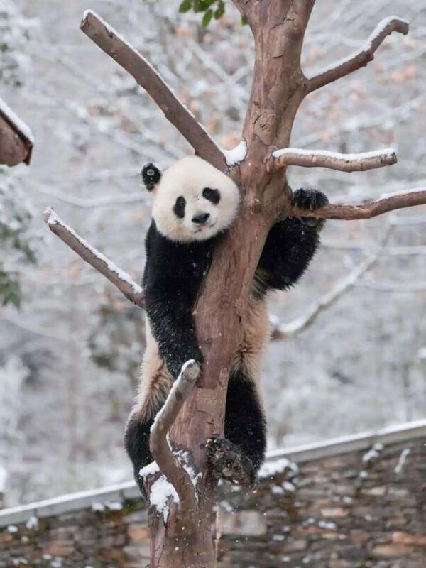 Chengdu: Hidden Wonders Day Tour with Wolong Panda Base - Final Thoughts: Who Will Love This Tour?