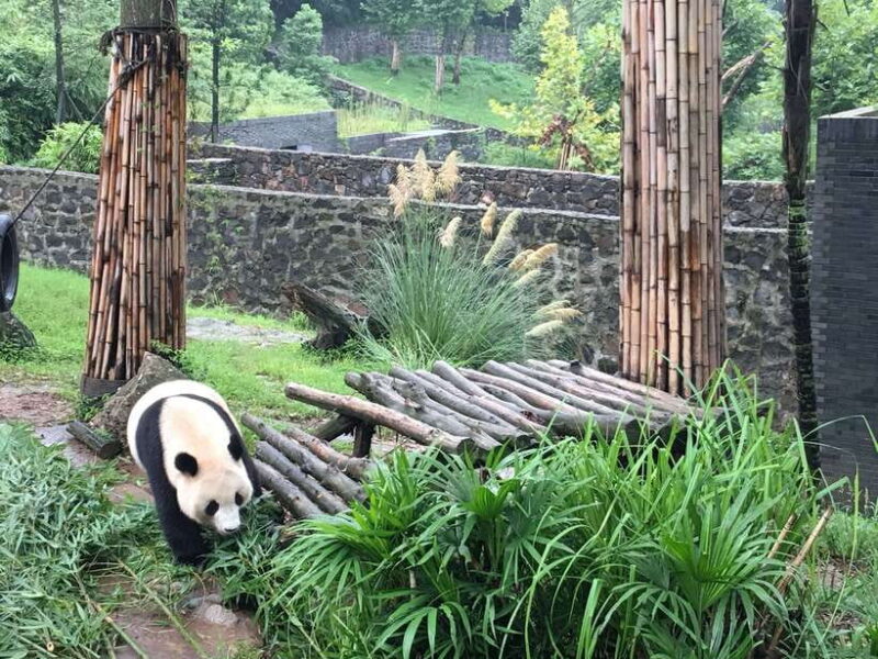 Chengdu: Panda Base Half Day Group Tour - The Reviews Speak