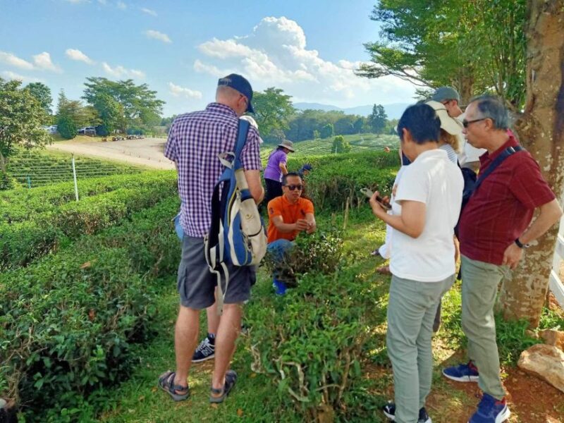 Chiang Rai: Popular Sightseeing Tour 7 places , Buffet Lunch - The Sum Up: Who Will Love This Tour?