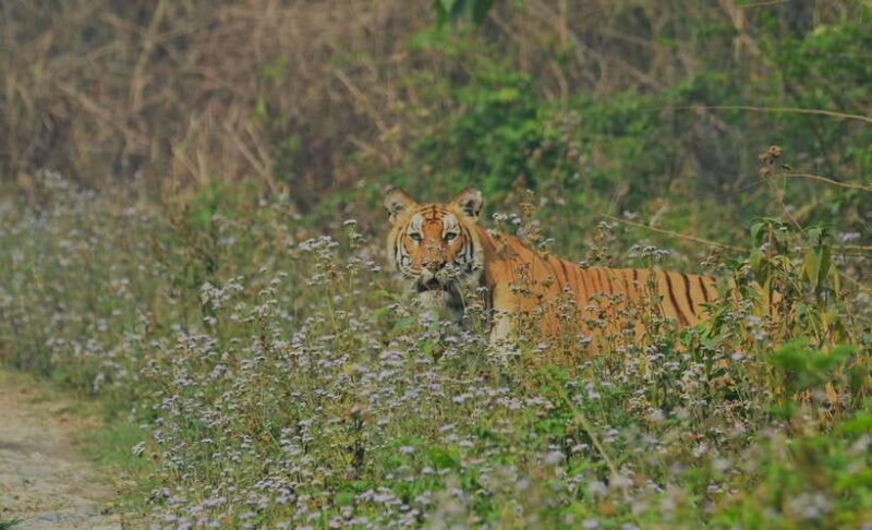 Chitwan National Park Tours: 3 Nights 4 days Full Package - Value and Practicalities