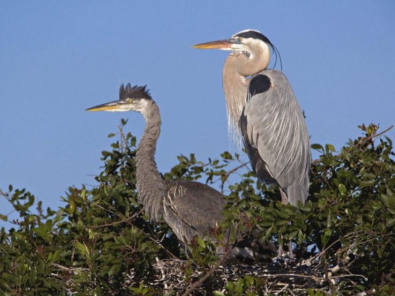 Cocoa Beach: Thousand Islands Banana River Boat Cruise - Who Will Love This Tour?