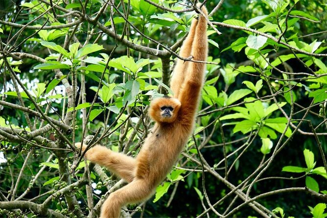 Cuc Phuong National Park Private Day Tour: Trekking & Primates - The Sum Up