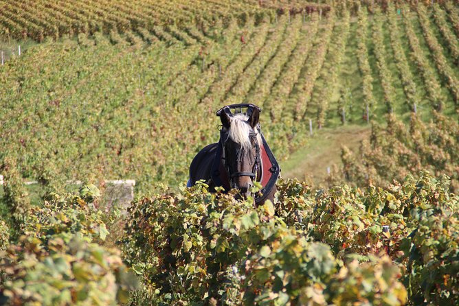 Day tour of the road of the Grands Crus vineyards of Burgundy. - Final Thoughts