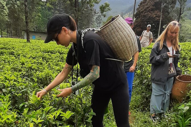 Day tour to Nuwareeliya (Little England) from Kandy - The Value of the Experience