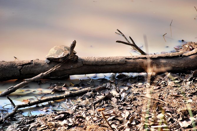 Day Tour to Wilpattu National Park from Colombo - Practical Tips and Considerations for Travelers