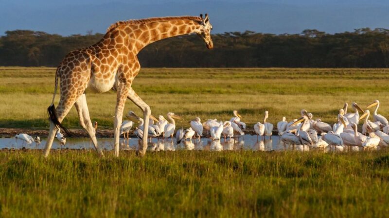 Day trip to Hells gate and Lake Naivasha - FAQ