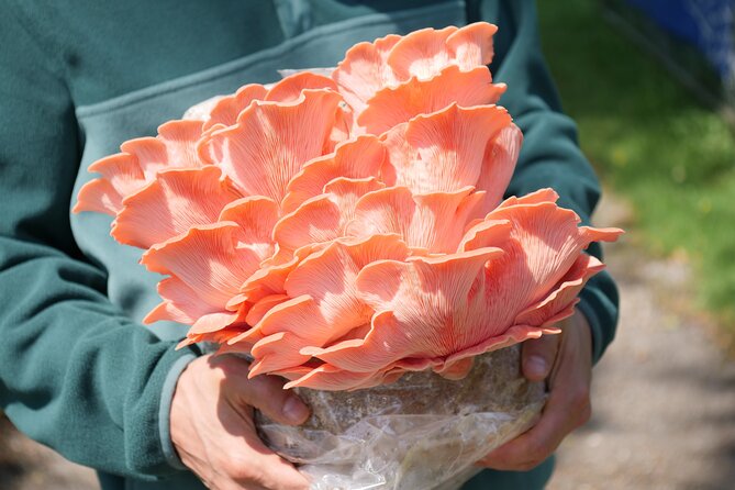 Discover the World of Mushrooms - Frequently Asked Questions